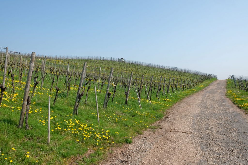 Remich, perle de la Moselle, un panorama exceptionnel sur les vignes